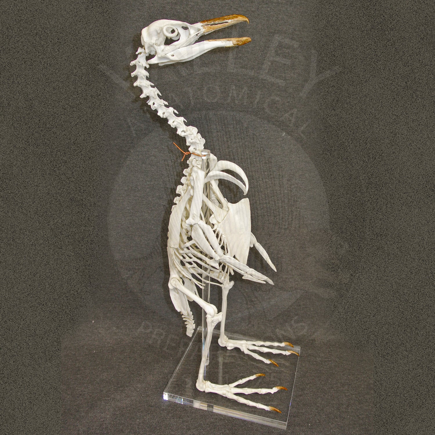 AFRICAN PENGUIN SKELETON | My Site