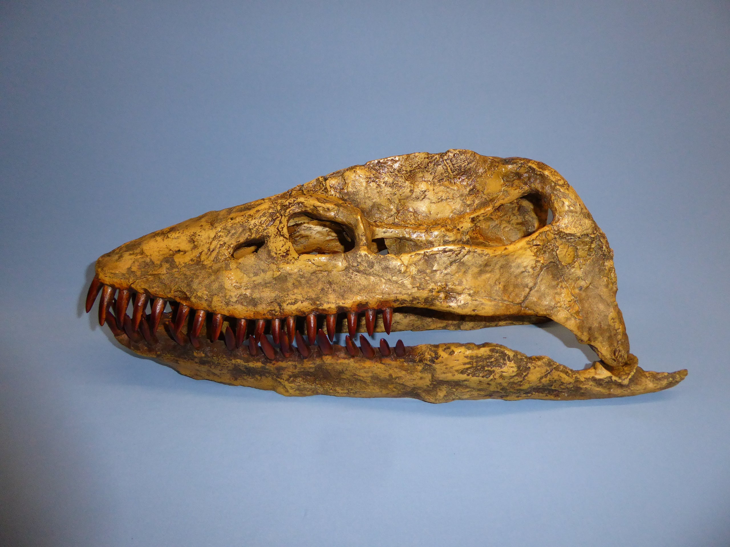 PLESIOSAUR Skull Only | My Site