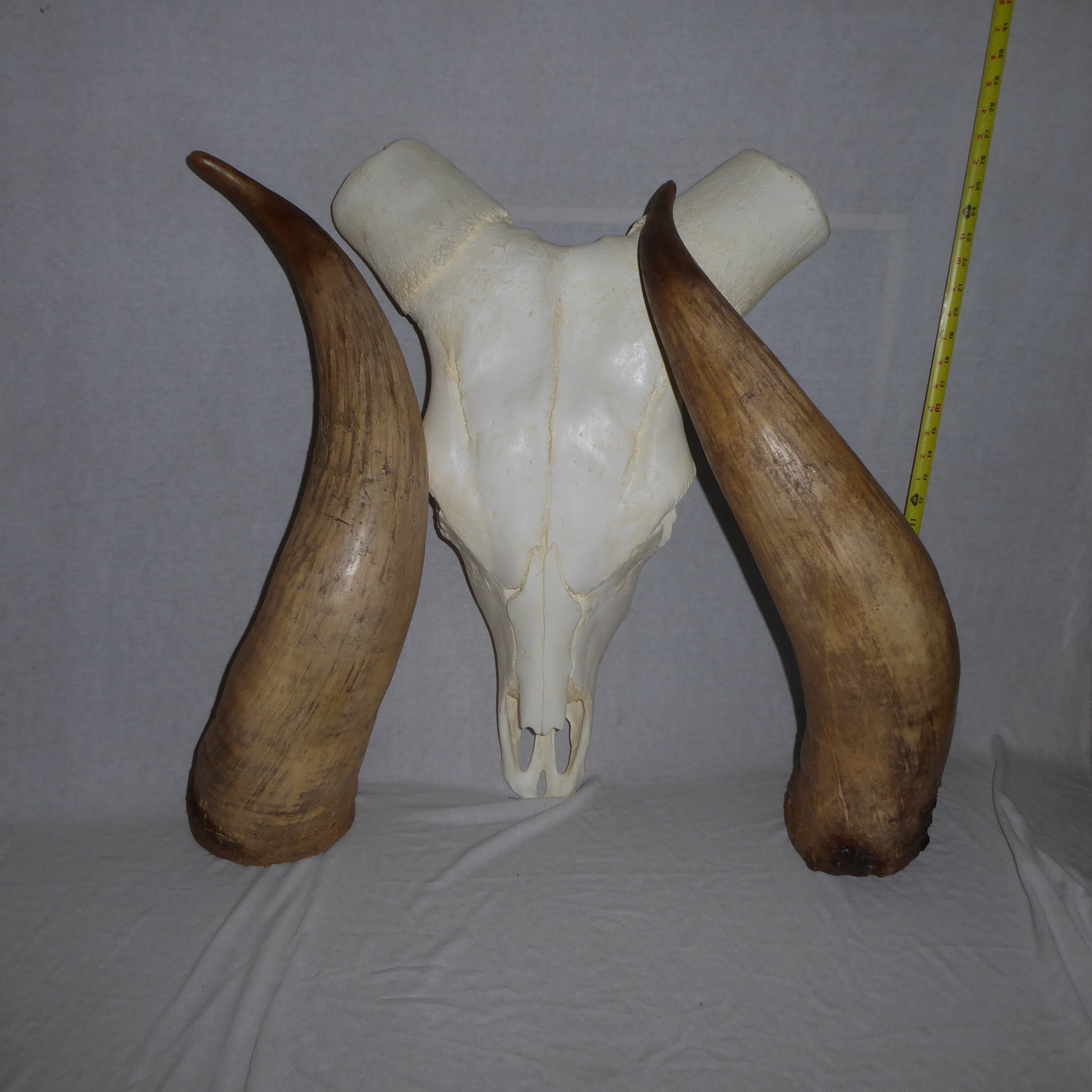 AFRICAN COW HORNS ONLY | My Site