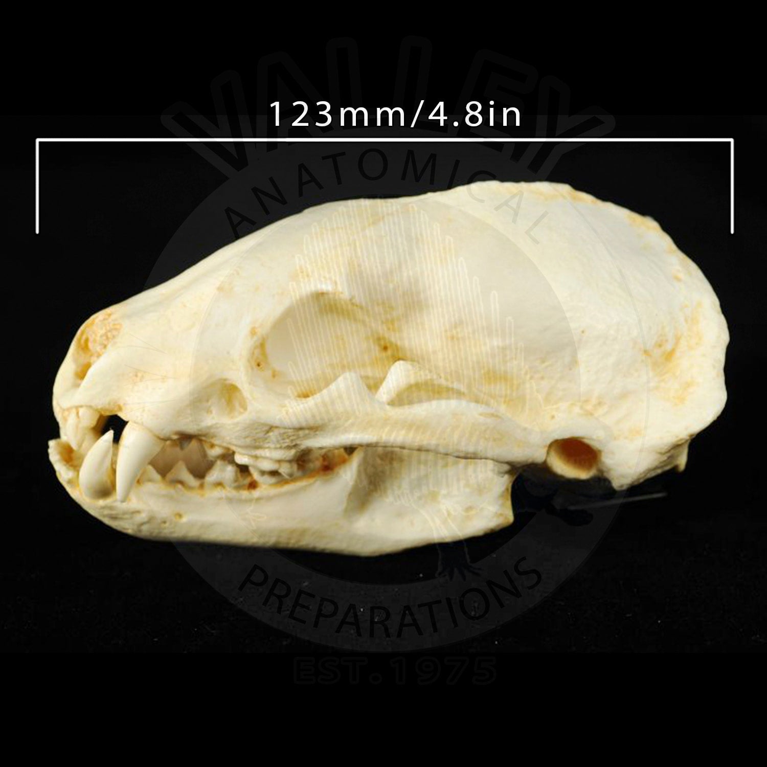 AMERICAN BADGER, SKULL | My Site
