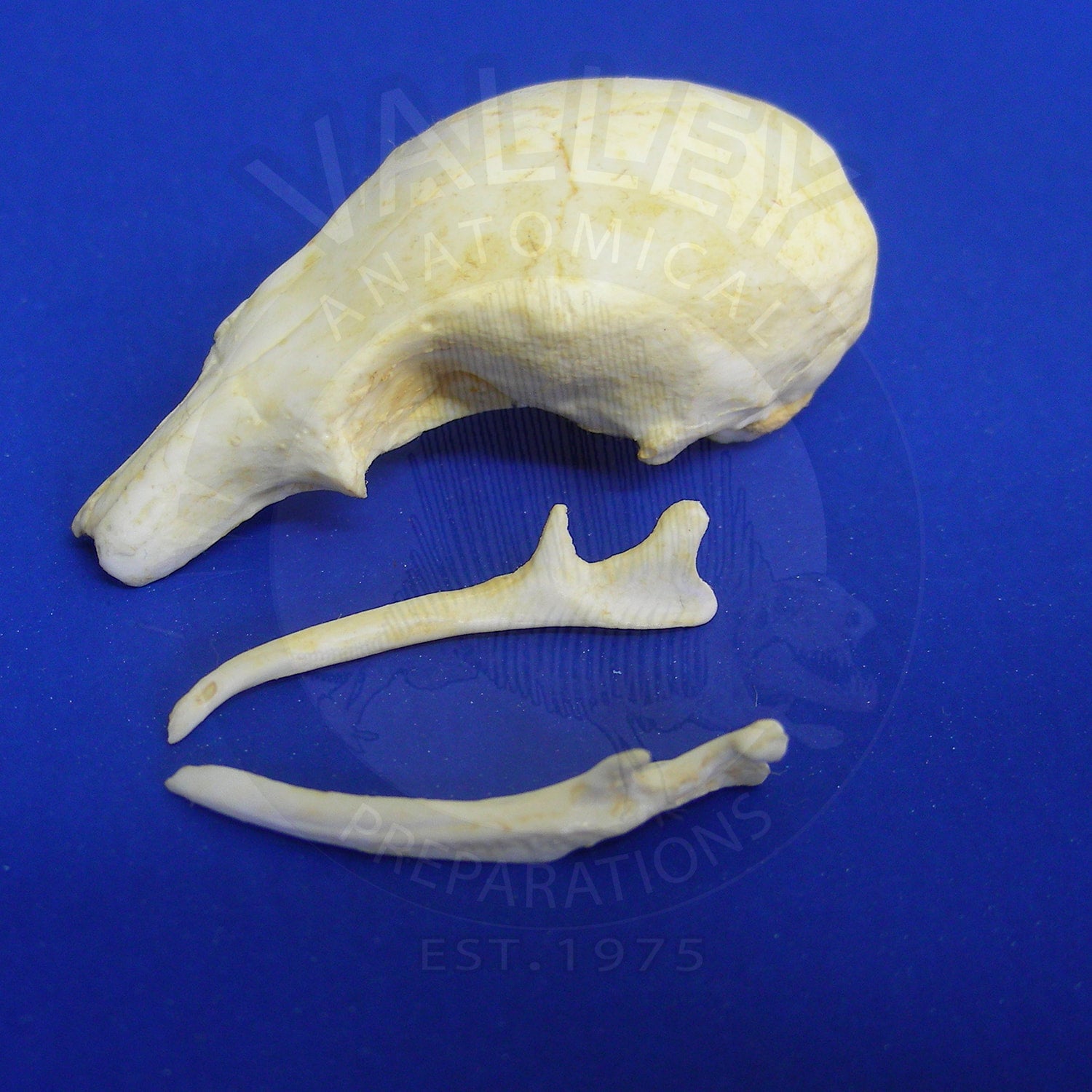 Anteater Skull