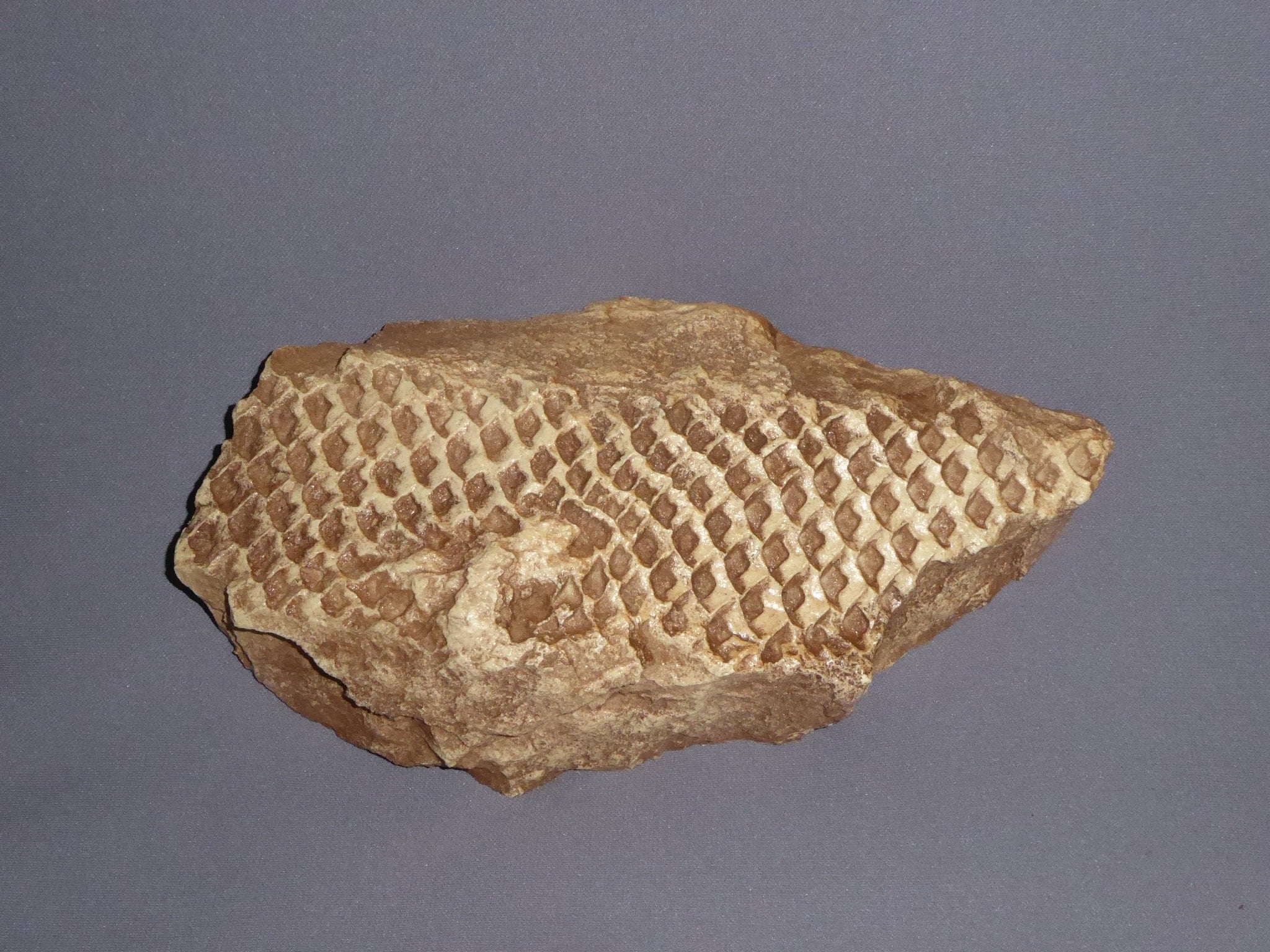 Lepidodendron Fossil