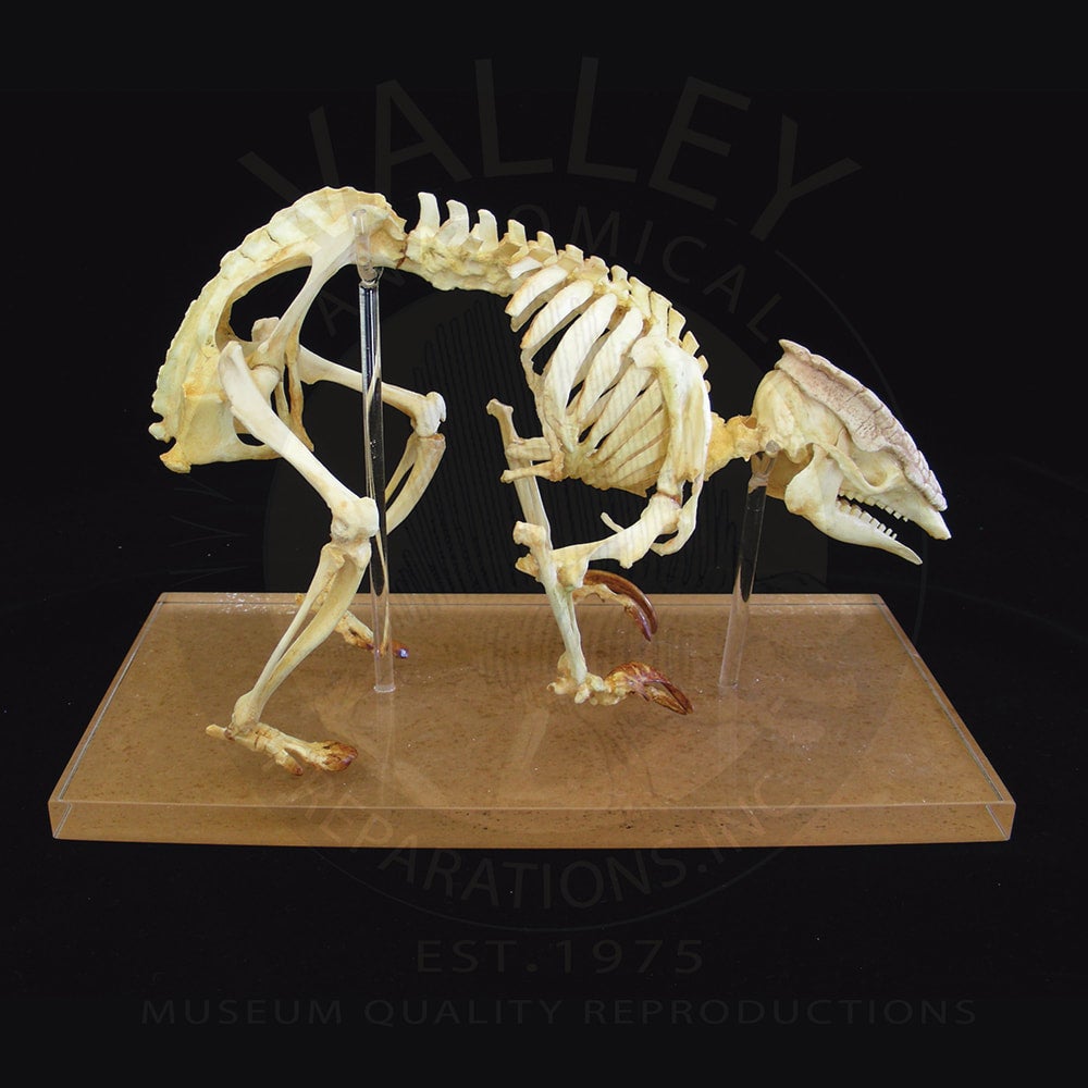 Armadillo Skeleton