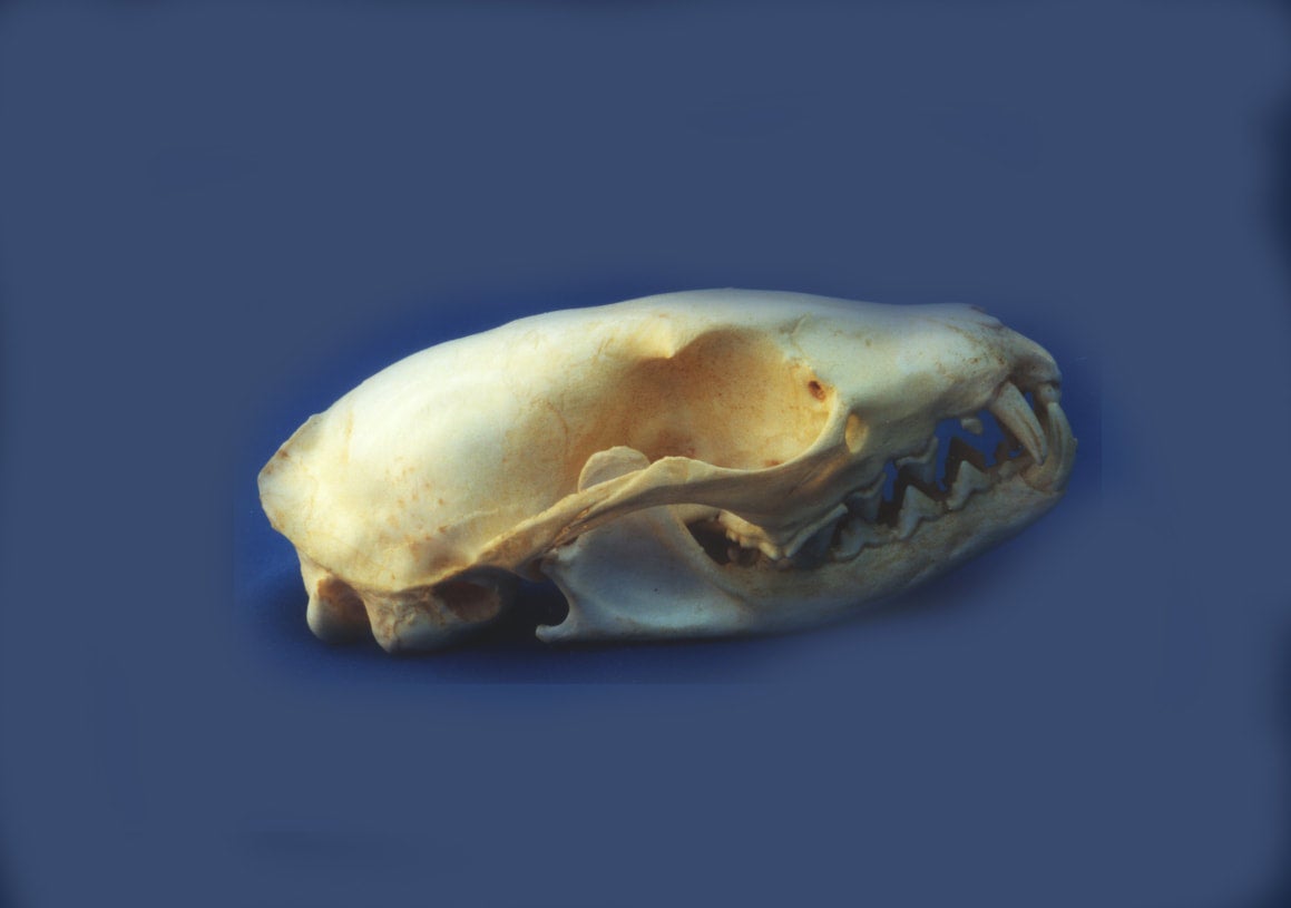 Genet Skull | My Site