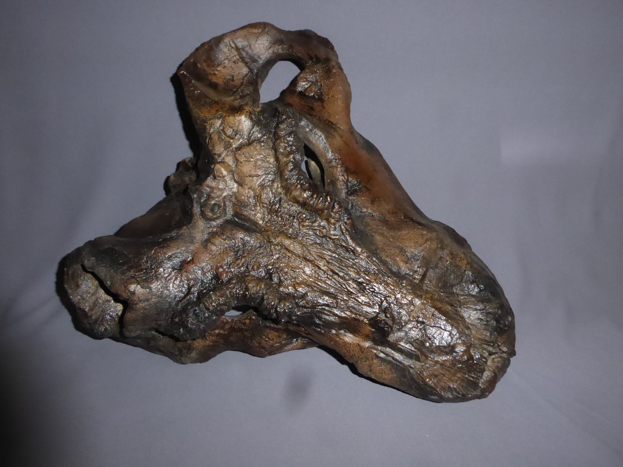 Gorgonopsid skull | My Site