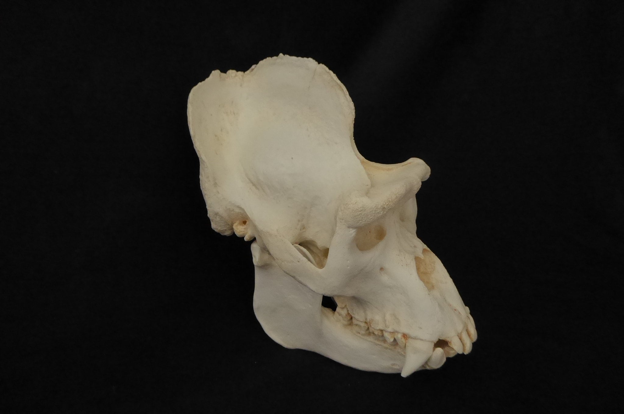 Lowland Gorilla Adult Male Skull | My Site