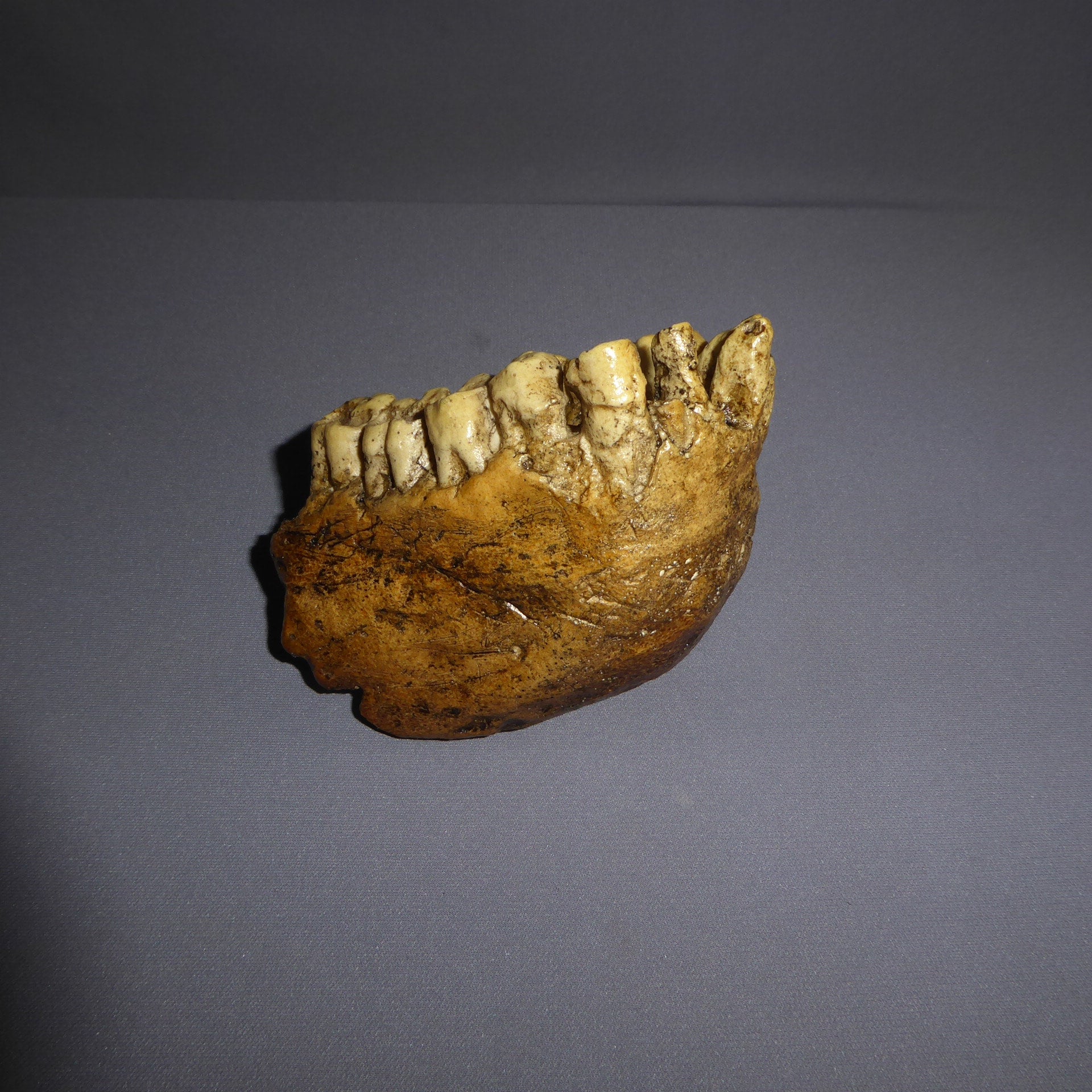 Gigantopithecus Skull