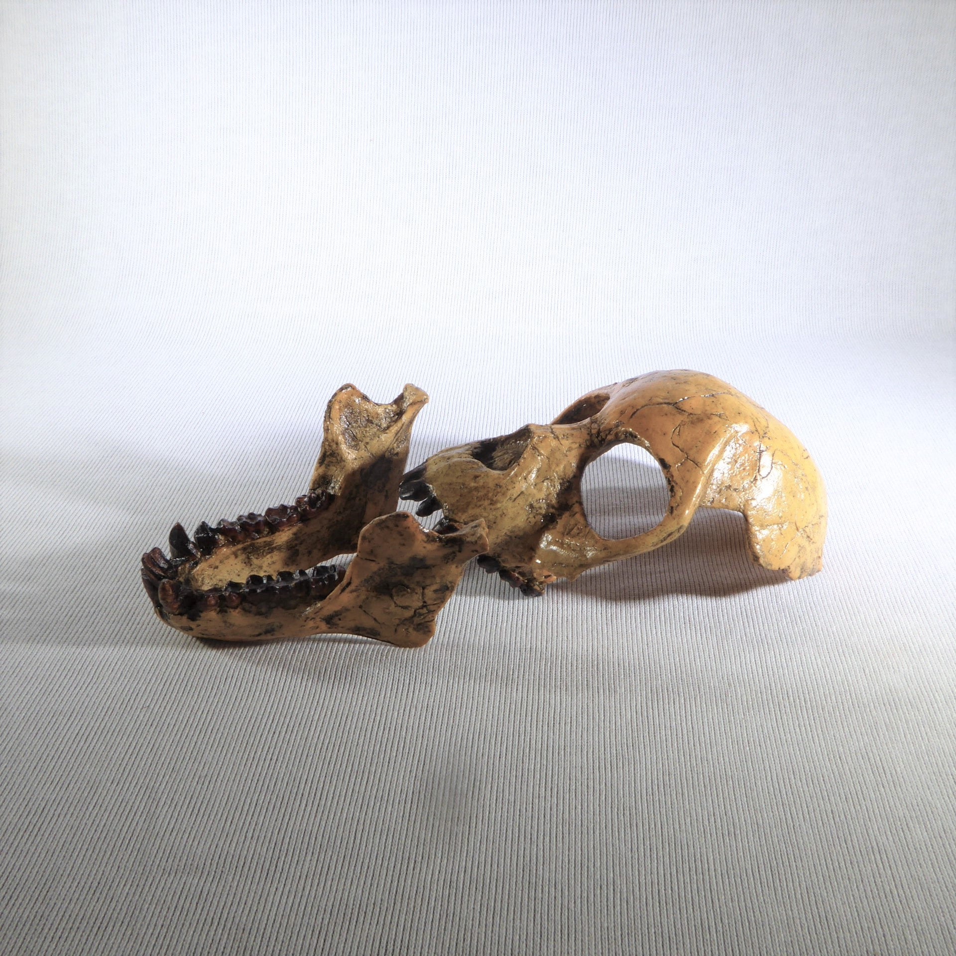 Proconsul Skull | My Site