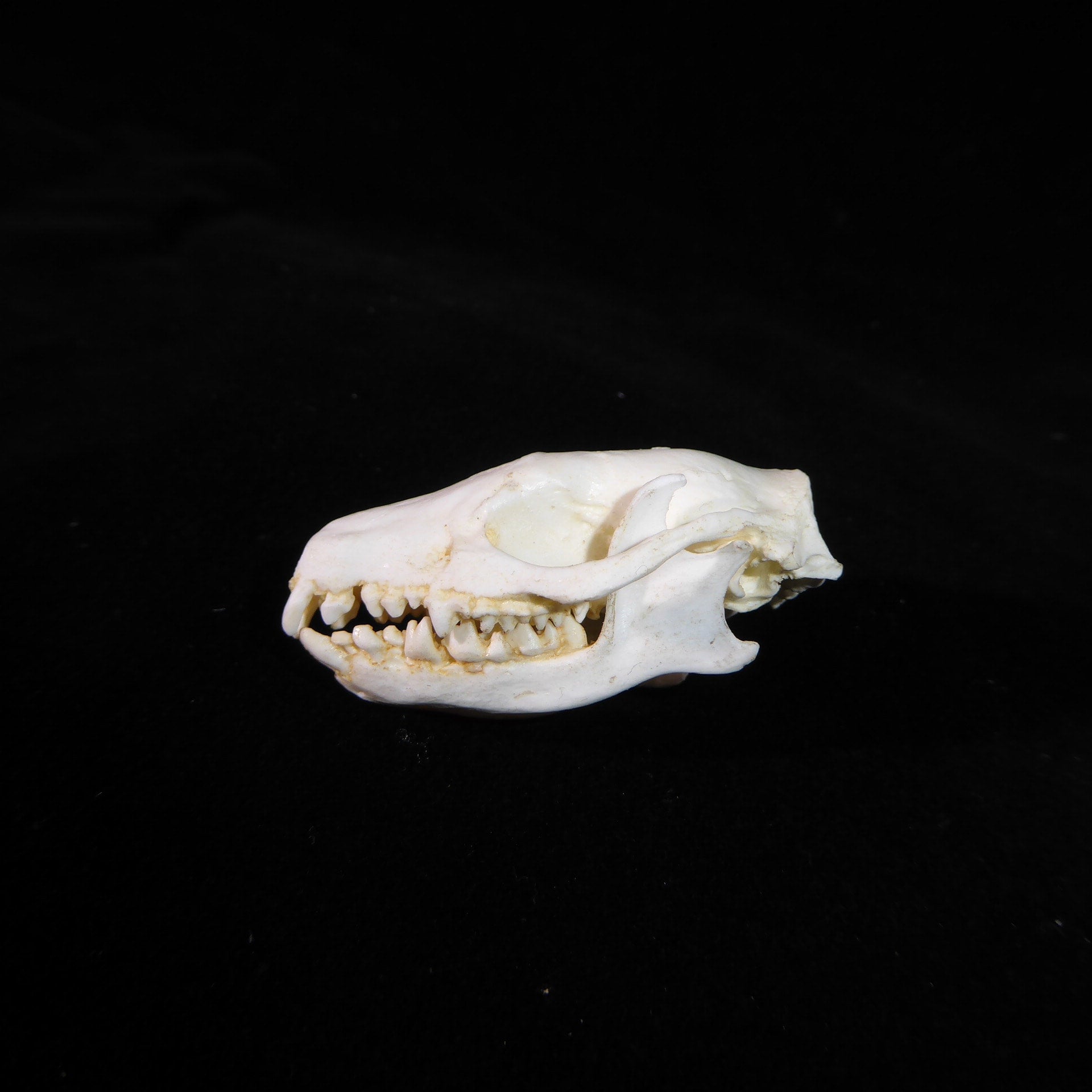 Hedgehog Skull | My Site