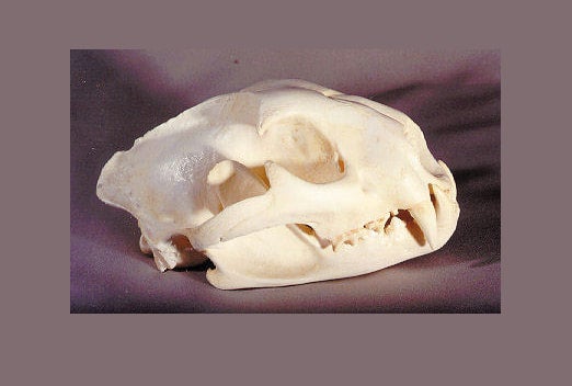 Puma Concolor Skull