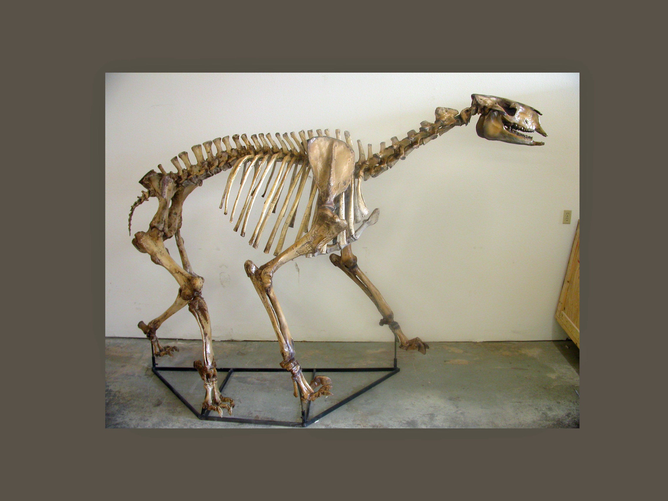 Moropus Mounted Skeleton | My Site
