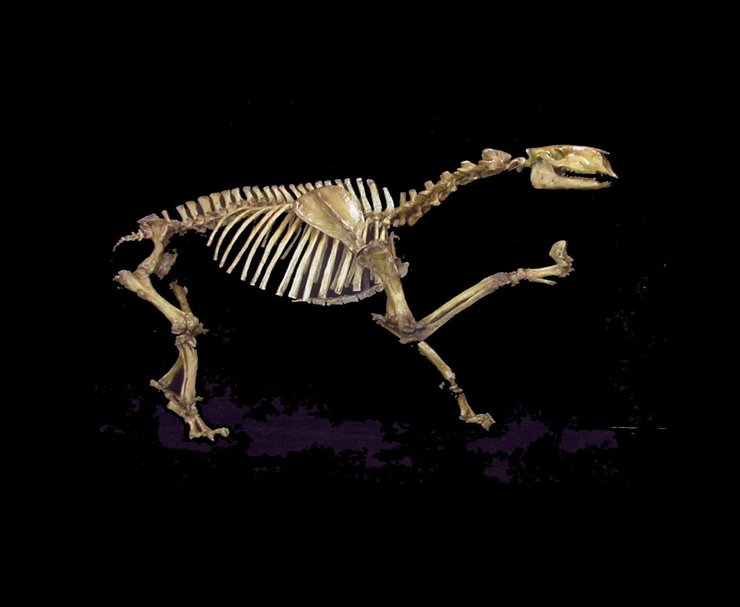 Moropus Mounted Skeleton | My Site