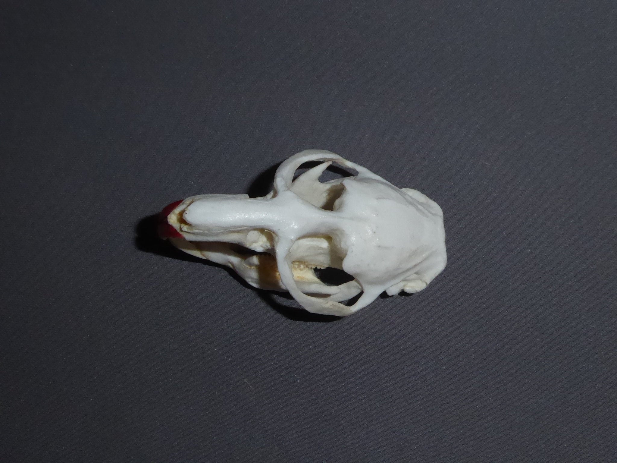 Muskrat Skull Vs Beaver Skull