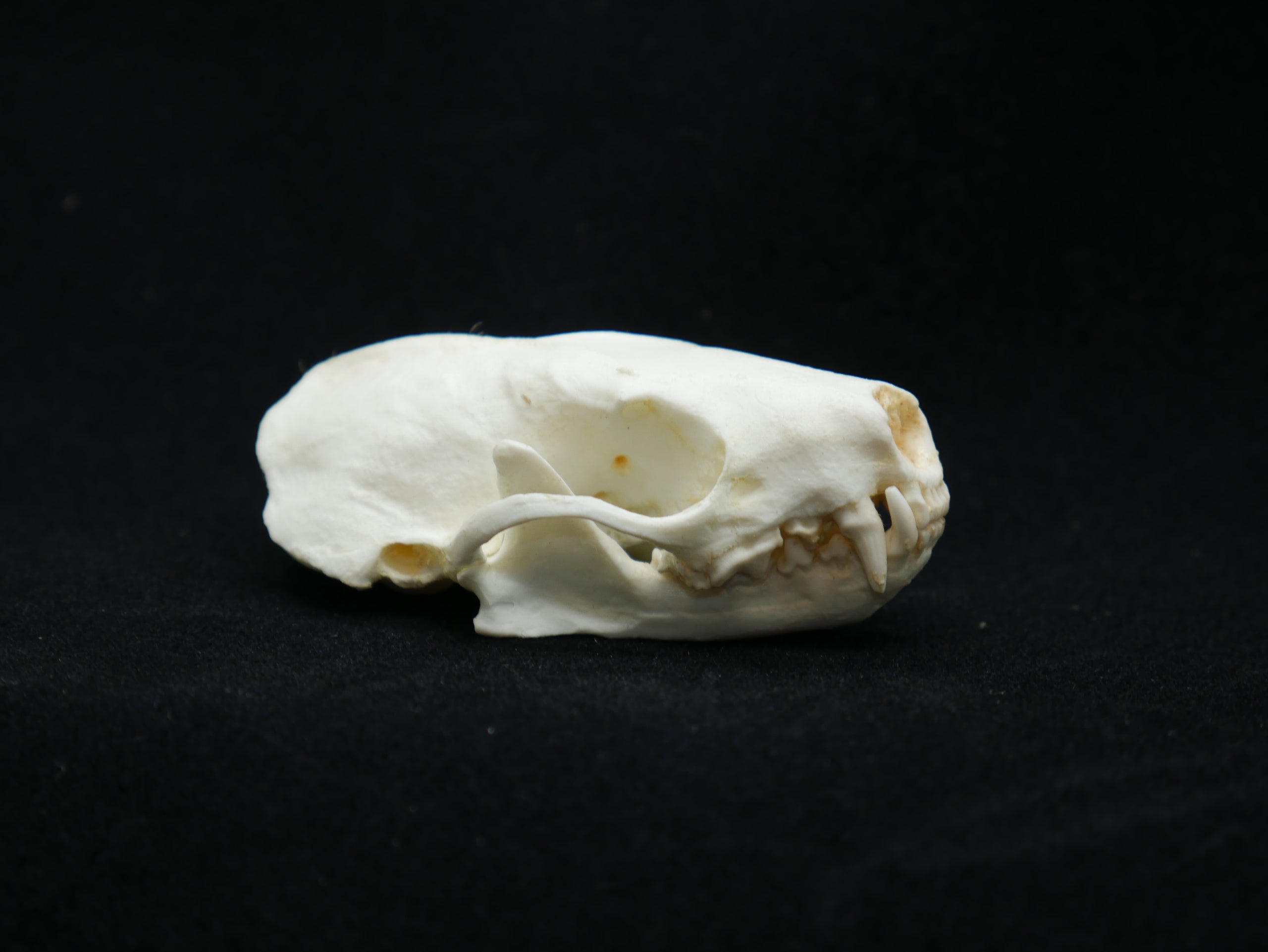 Spilogale Putorius Skull
