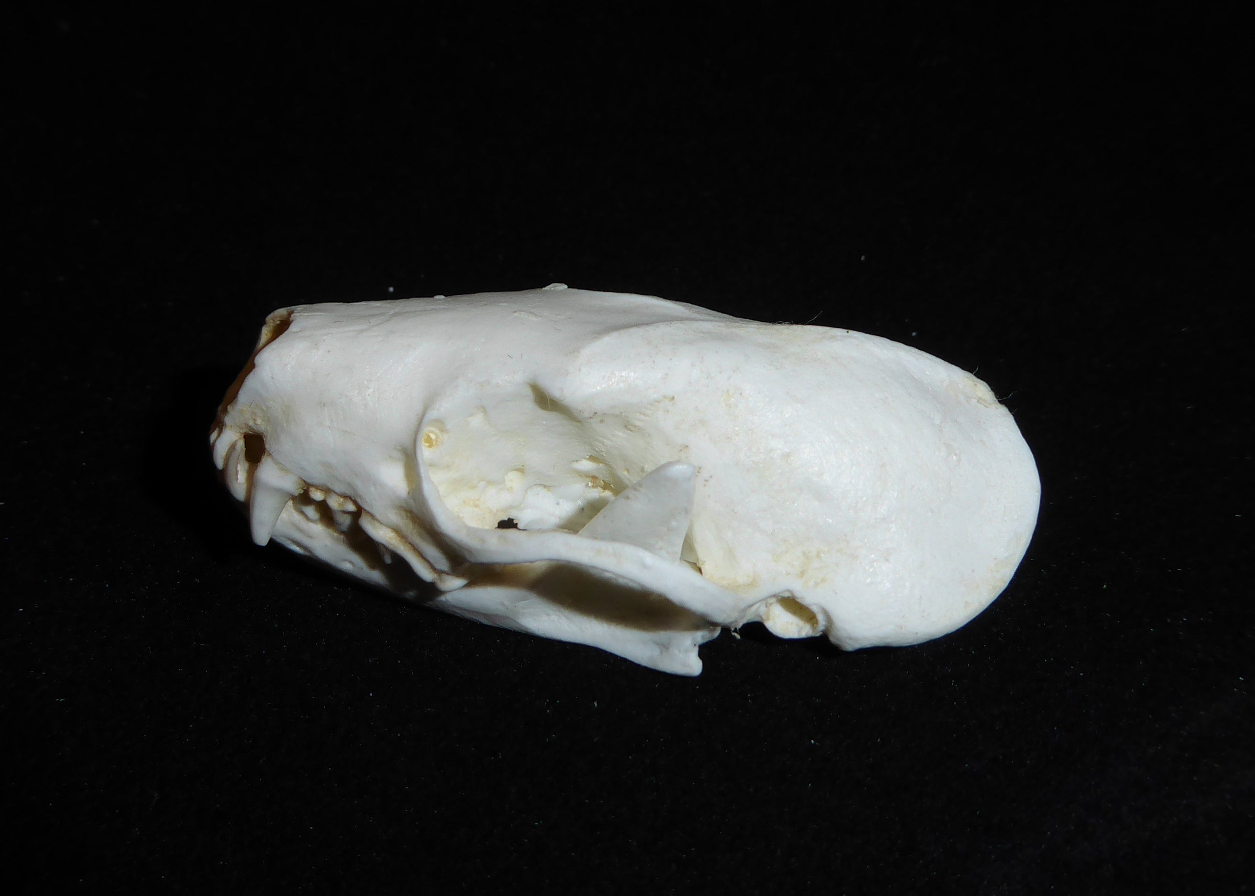 Spilogale Putorius Skull