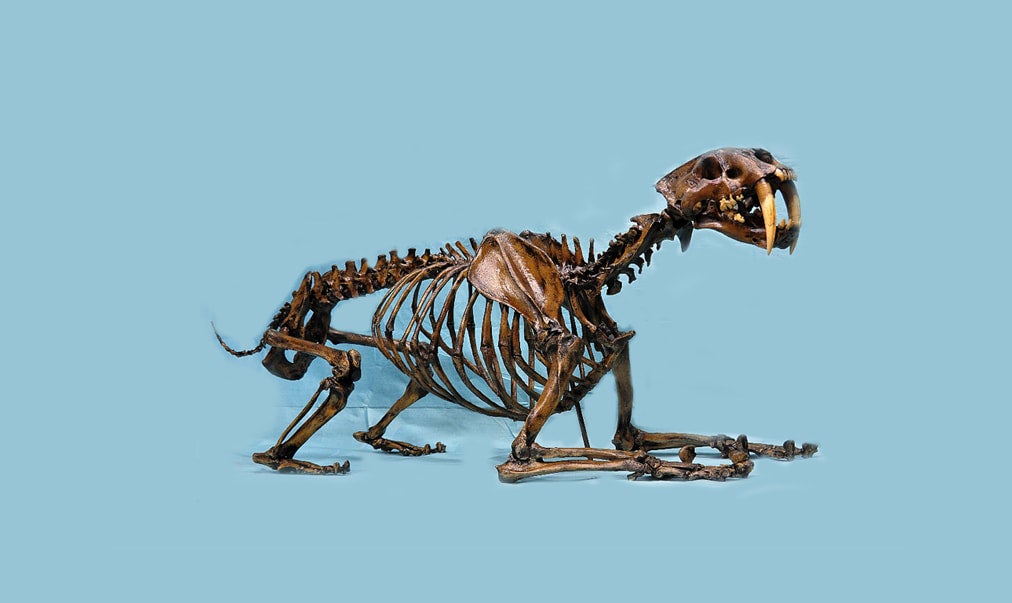 Smilodon Fatalis Skeleton